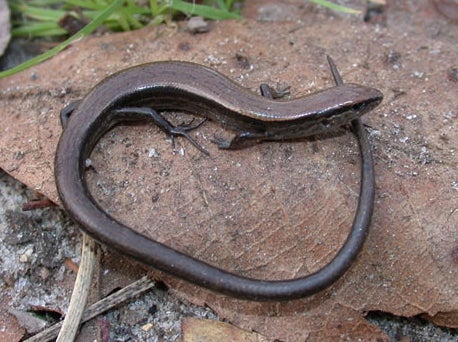 Ground Skink | Outdoor Alabama